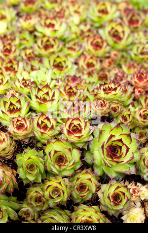 House leek, Sempervivum Stock Photo - Alamy
