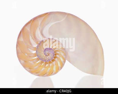 Cross Section of a Chambered Nautilus Seashell Showing Chambers and ...