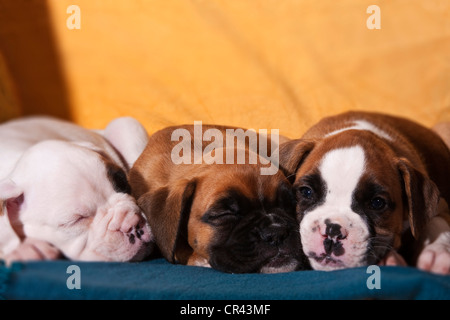 Three Boxer Dog Puppies Stock Photo - Alamy