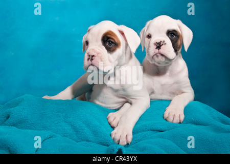 two boxer puppies Stock Photo - Alamy