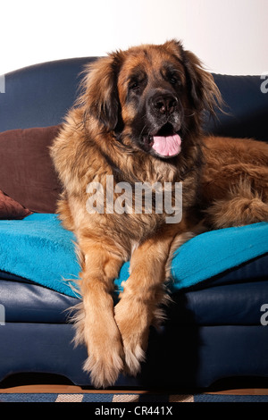 Leonberger dog on a sofa Stock Photo - Alamy