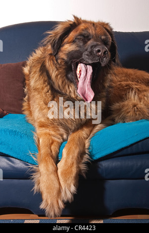 Leonberger dog on a sofa Stock Photo - Alamy
