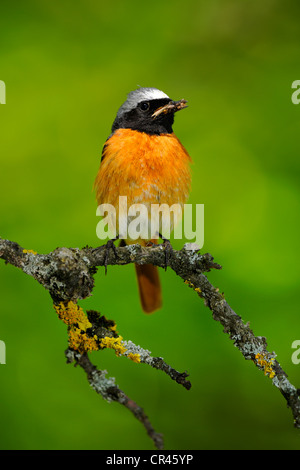 Common Redstart (Phoenicurus phoenicurus), male perched on stone Stock ...