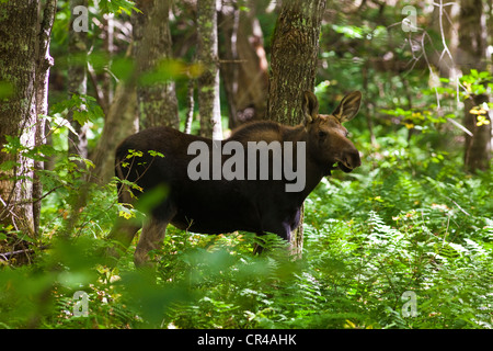 Jacques Cartier National Park in Autumn Stock Photo - Alamy