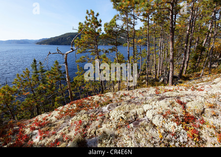 Red Pine Pinus resinosa Forest late Summer Minnesota USA, by Gary A ...