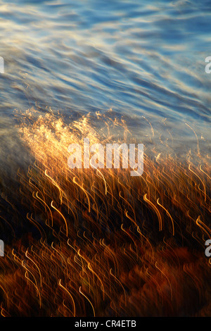 Light distorted by moving water on a greenish-brown background Stock ...