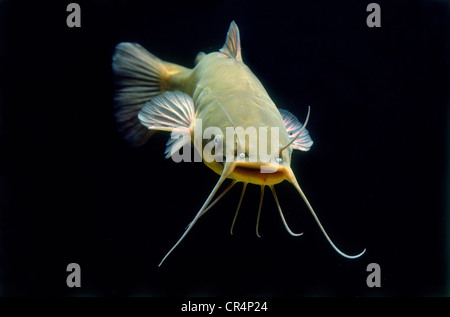 Catfish (Ictalurus melas Stock Photo - Alamy