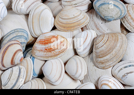 Cut trough shells (Spisula subtruncata), Belgium Stock Photo - Alamy
