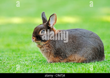 Tawny Brown Dwarf Rabbit (Oryctolagus cuniculus forma domestica) and ...