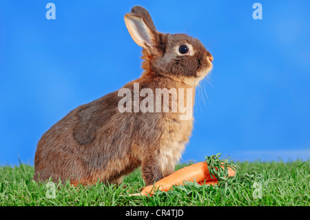 Tawny Brown Dwarf Rabbit (Oryctolagus cuniculus forma domestica) with a ...