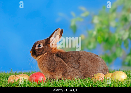 Tawny Brown Dwarf Rabbit (Oryctolagus cuniculus forma domestica Stock ...