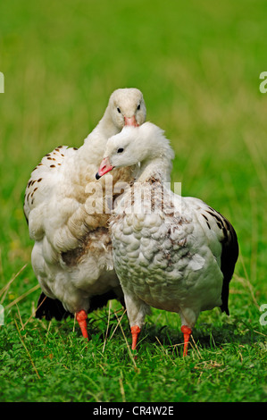Andean Goose (Chloephaga melanoptera) preening and flexing wings (9 ...