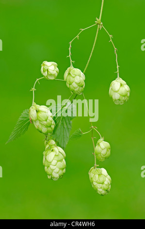 Common hop (Humulus lupulus), North Rhine-Westphalia, Germany Stock ...