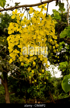 Golden shower (Cassia fistula), National tree of Thailand Stock Photo - Alamy