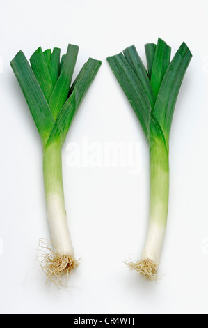 Leek (Allium ampeloprasum, Allium porrum Stock Photo - Alamy
