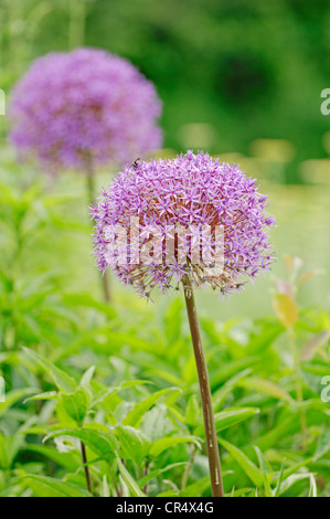 Persian onion or star of Persia flower and a bee close up, bee ...