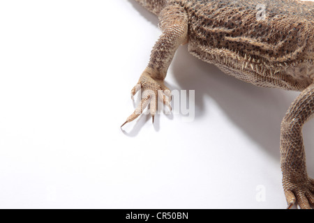 Front foot of a Bearded Dragon Stock Photo - Alamy