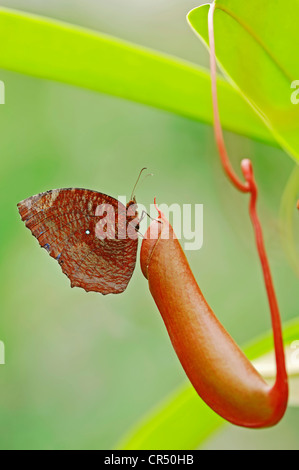 Common Palmfly (Elymnias hypermnestra), Insecta, Rakhine, MM Stock ...