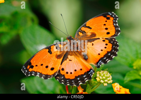Gaudy Commodore Butterfly, Precis octavia, Nymphalidae Stock Photo - Alamy