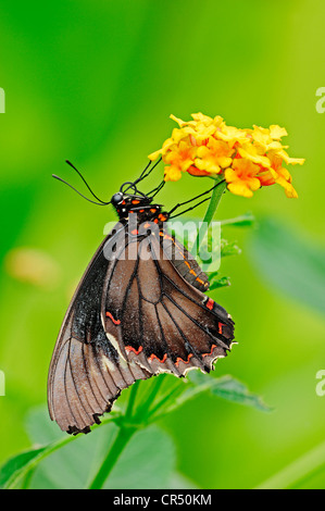 Polydamas Swallowtail or gold rim swallowtail (Battus polydamas ...
