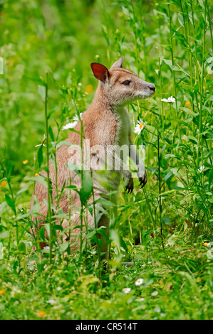 The agile wallaby (Notamacropus agilis) is a species of wallaby found ...
