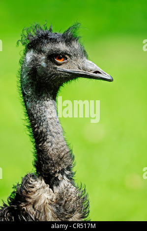 Emu (Dromaius novaehollandiae), Germany Stock Photo - Alamy