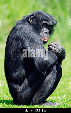 bonobo, pygmy chimpanzee (Pan paniscus), female, with swollen genitals ...