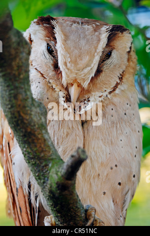 The Oriental bay owl (Phodilus badius) is a species of bay owl. It is ...