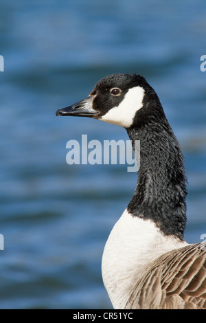 Portrait of a Canadian goose Stock Photo - Alamy