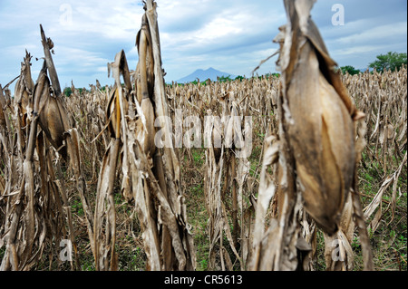 flooded corn field cornfield flood crop ruined destroyed reflection ...