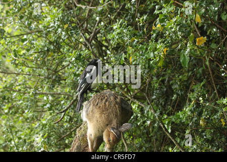 Magpie scavenging on a Buzzards kill Stock Photo - Alamy