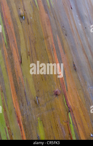 Streaky bark from a eucalyptus tree, Peradeniya Botanic Gardens, Kandy ...