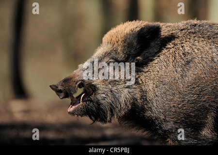 Wild Boar (Sus scrofa). Male standing in heather while looking into the ...