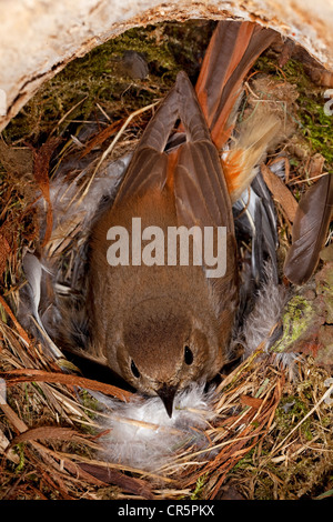 Single female Common Redstart bird on a tree branch during a spring ...