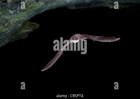 Bat bent common Miniopterus schreibersii, flying in a cave, with black ...