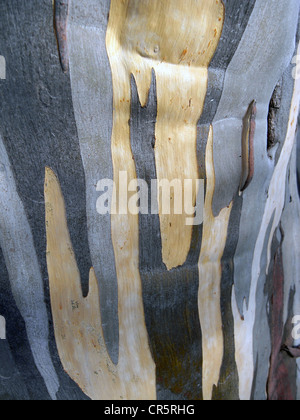 Snowgum Bark Detail, Australia Stock Photo - Alamy
