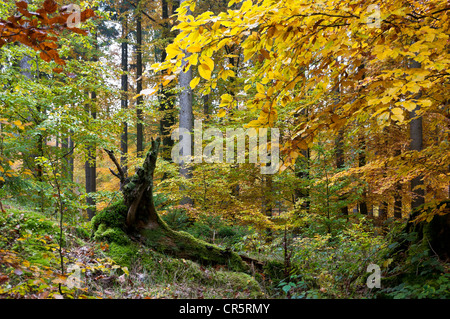 Autumn mood in the forest, Taunus mountain range, Hesse, Germany ...