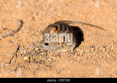 The African Striped Grass Mouse Stock Photo - Alamy
