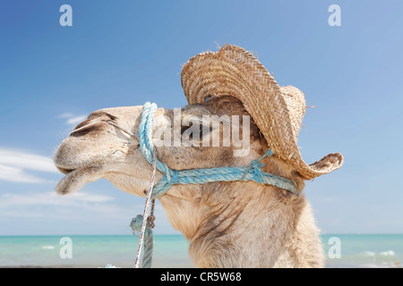 Camel wearing a hat, Djerba, Tunisia, Africa Stock Photo - Alamy