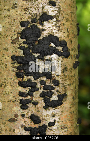 Birch Woodwart - Hypoxylon multiforme Stock Photo - Alamy