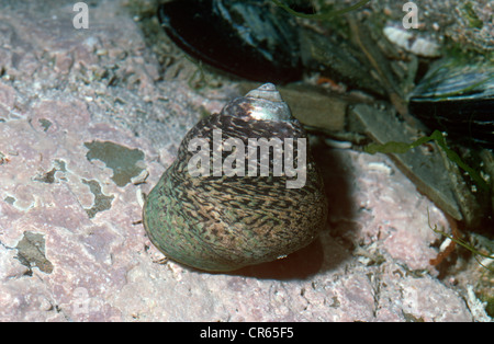 Thick Top Shell - Osilinus lineatus Stock Photo - Alamy