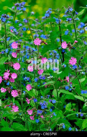 Spring flower display, red flowers in bloom. English cottage garden ...
