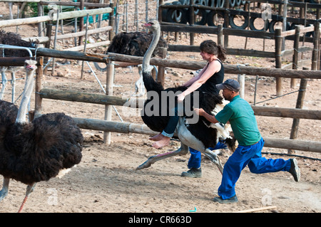 Ostrich riding in an ostrich farm, Oudtshoorn, South Africa Stock Photo ...