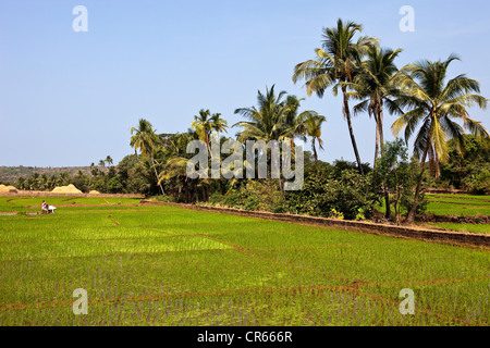 India, Goa State, Cabo de Rama, rice fields Stock Photo - Alamy