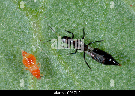 Predatory thrips (Franklinothrips vespiformis) adult with western ...