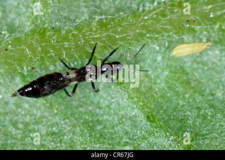 Predatory thrips (Franklinothrips vespiformis) adult Stock Photo - Alamy