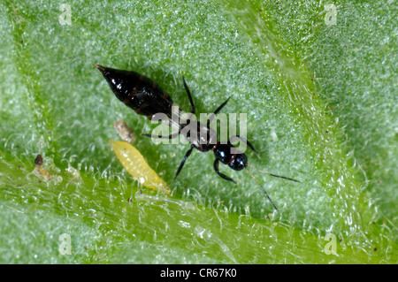 Predatory thrips (Franklinothrips vespiformis) adult with western ...