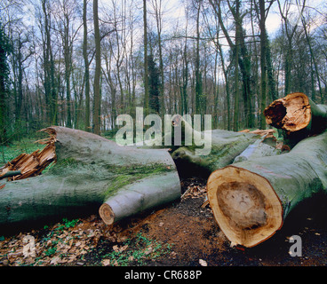 Wind breakage, cut up trunks of fallen trees, European beech, common ...
