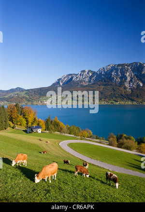 The cows grazing in the mountains during sunset in Italy Stock Photo ...