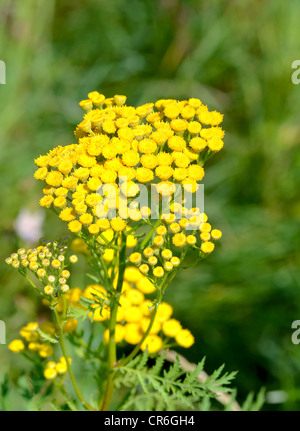 A vertical closeup of Tansy (Tanacetum vulgare) flowers growing in ...